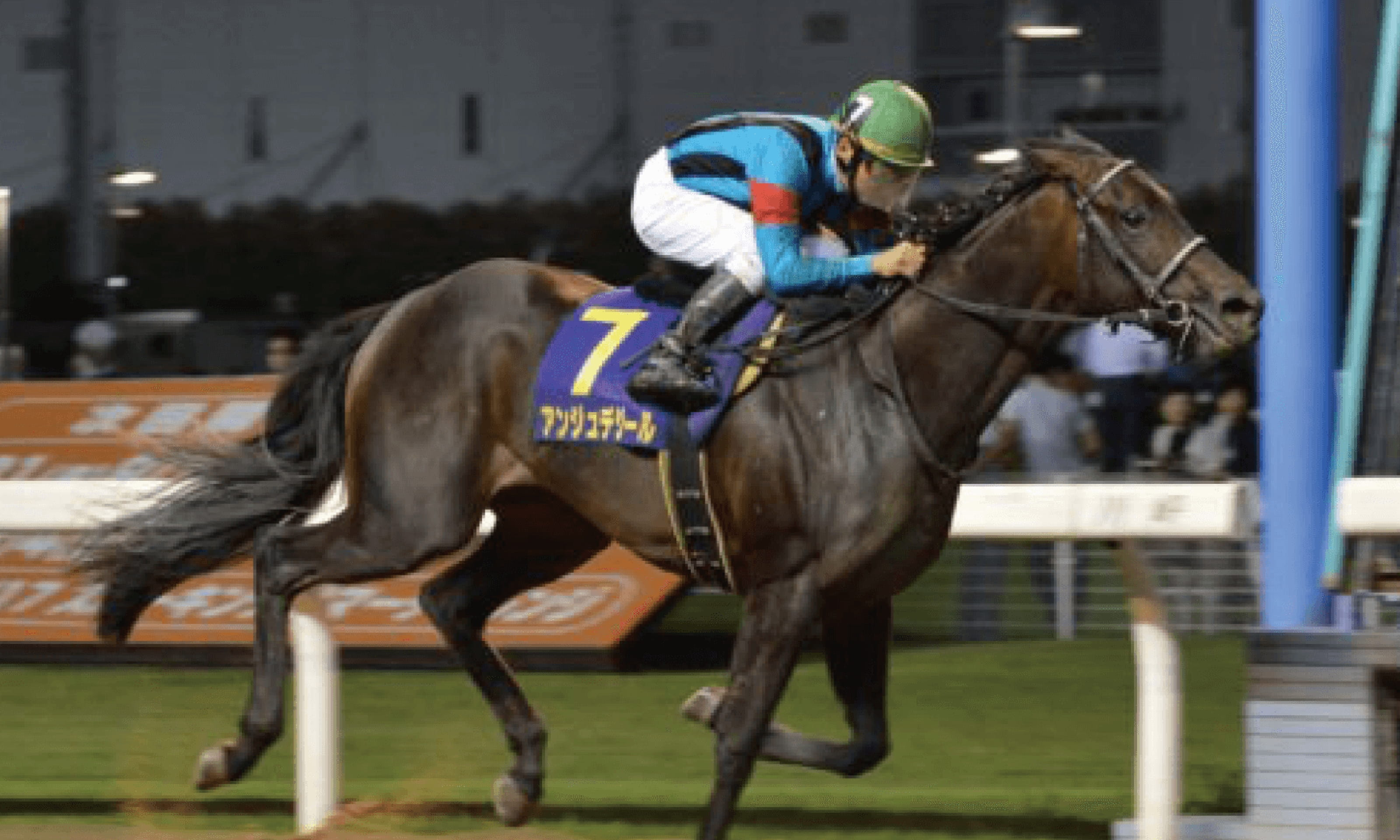 How to Enjoy Horse Racing | 川崎競馬 KAWASAKI KEIBA